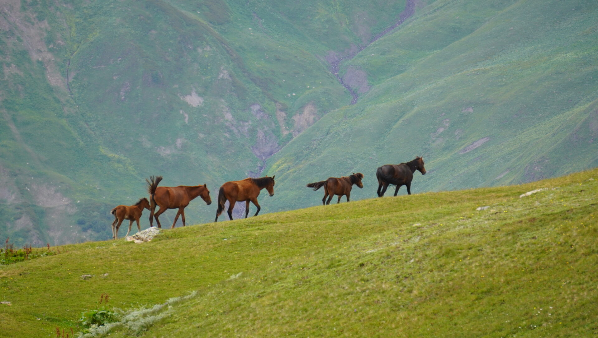 Gruzija: zirgi un šašliks - Mugursoma.lv