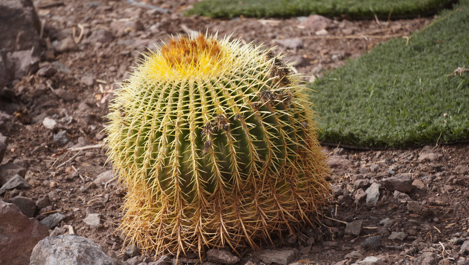 Citroni, olīvas un kaktusi: ierašanās Kanāriju salās - Mugursoma.lv