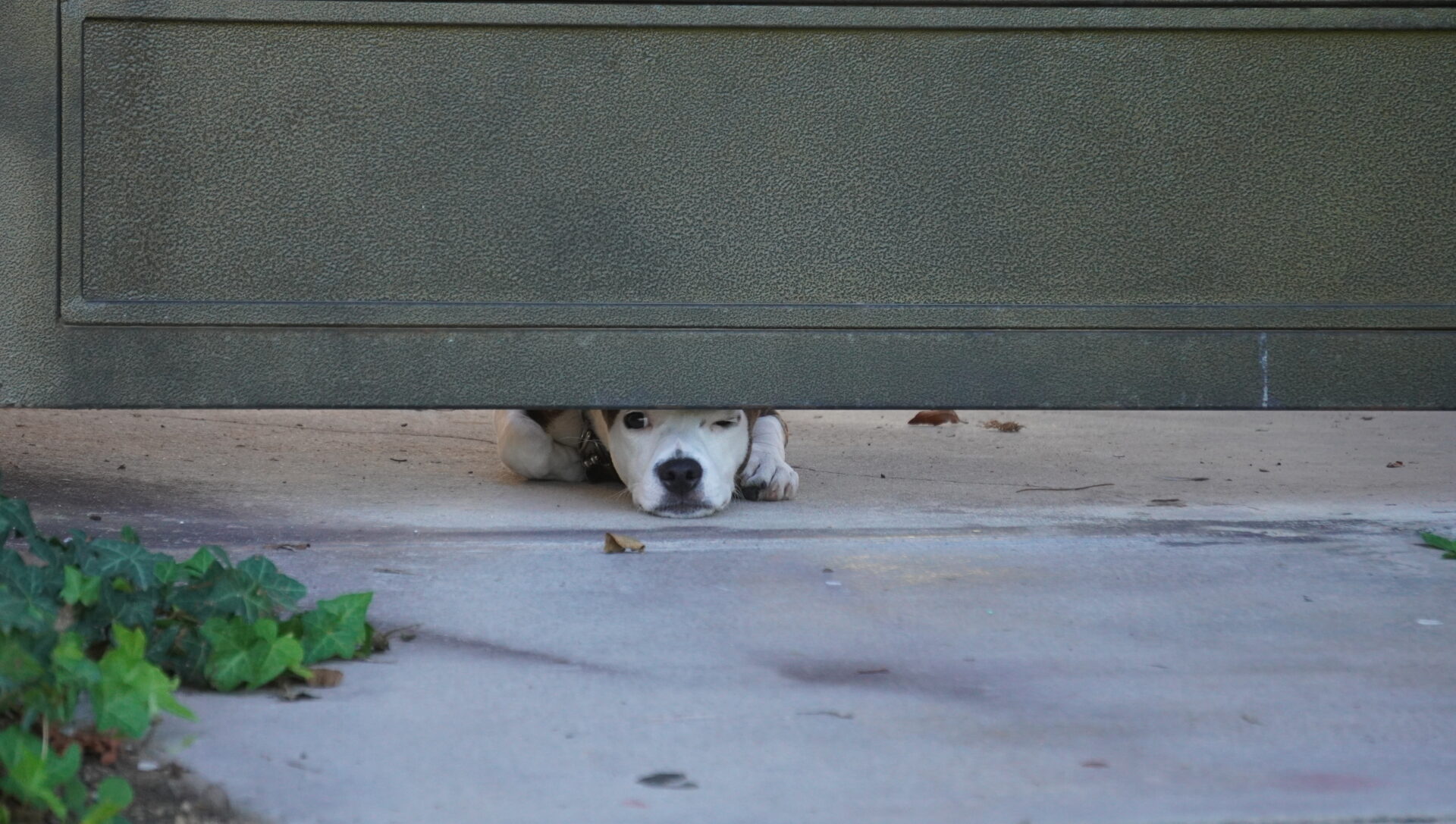 Dankana draugi un kaimiņi - Mugursoma.lv